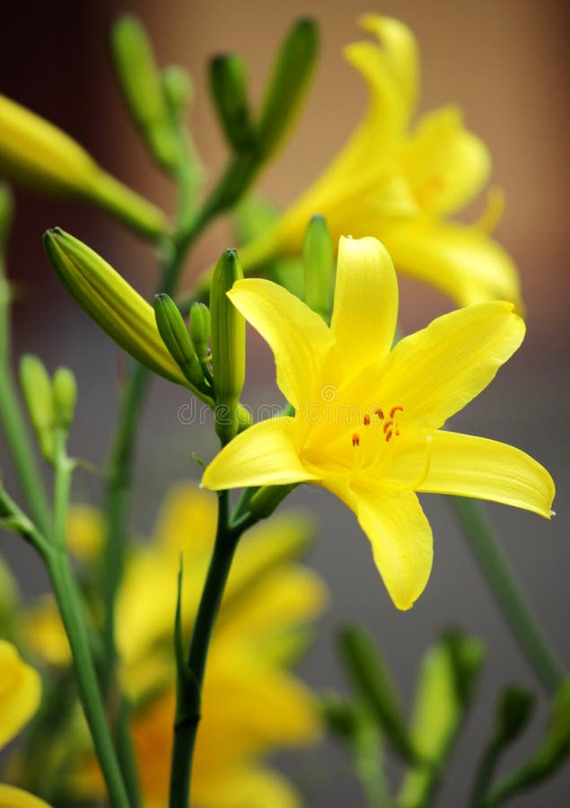 Yellow Lilies in the Garden. Colored Background Stock Image - Image of ...