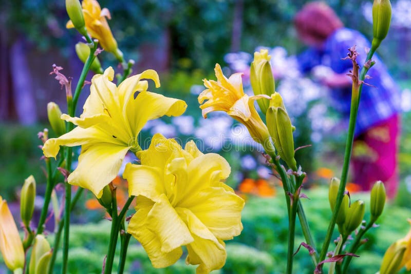 Yellow Lilies in the Garden. Home Floriculture Stock Image - Image of ...