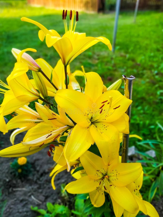Yellow Lilies on a Garden Plot Shine Stock Photo - Image of flower ...
