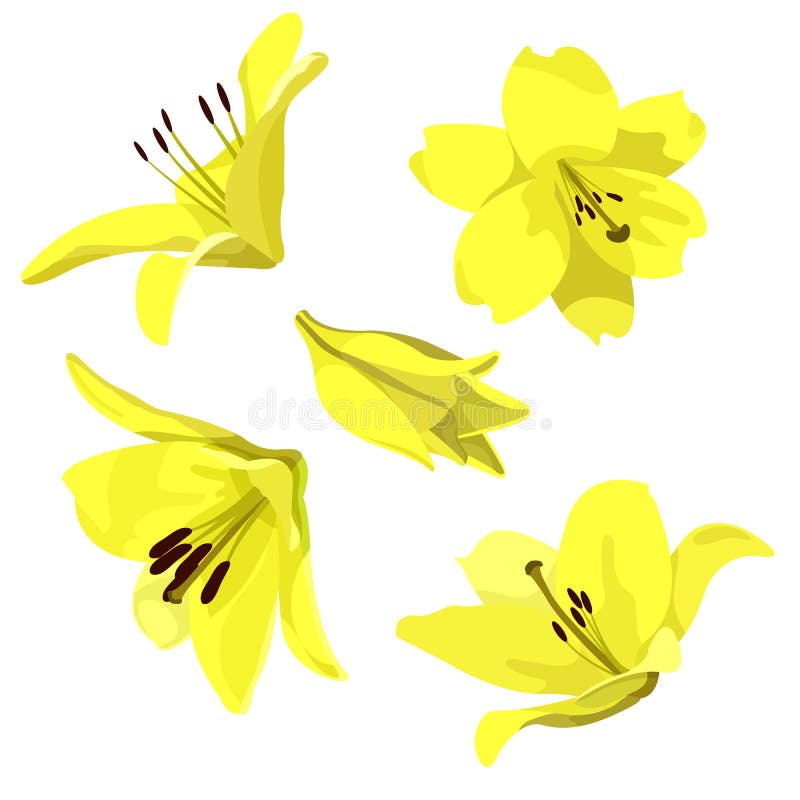 Yellow lilies stock vector. Illustration of lily, natural - 208121243
