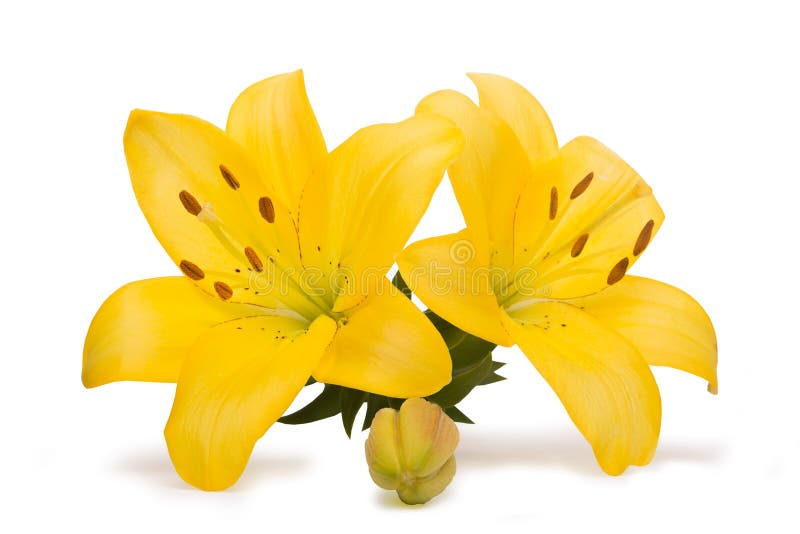 Yellow Lilies Isolated on White Background Stock Image - Image of ...