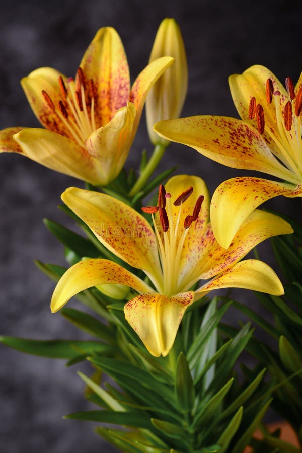 Yellow Lilium Flowers on the Gray Background Stock Image - Image of ...