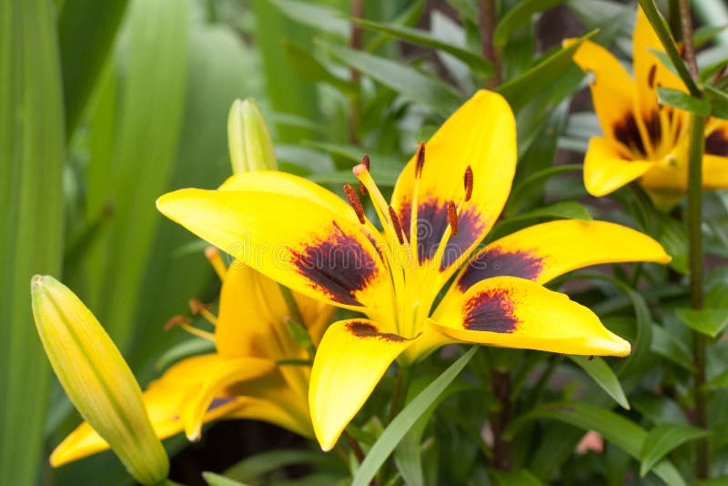 Yellow Lilium Maculatum Thunb Stock Photo - Image of elegant, single ...