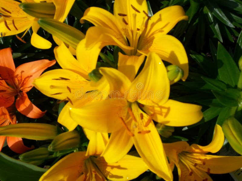 Yellow lilium stock photo. Image of lilium, lily, full - 54121802