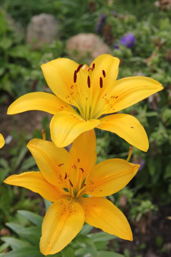A yellow Lilly stock photo. Image of stamen, summer, garden - 15176568