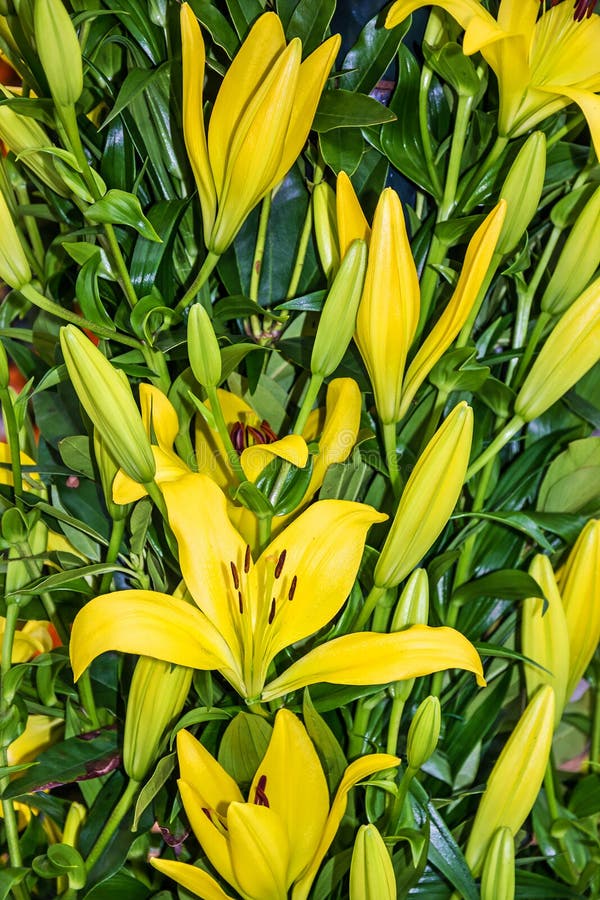 Yellow Lilly Natural Flowers in Spring Stock Image - Image of leaf ...