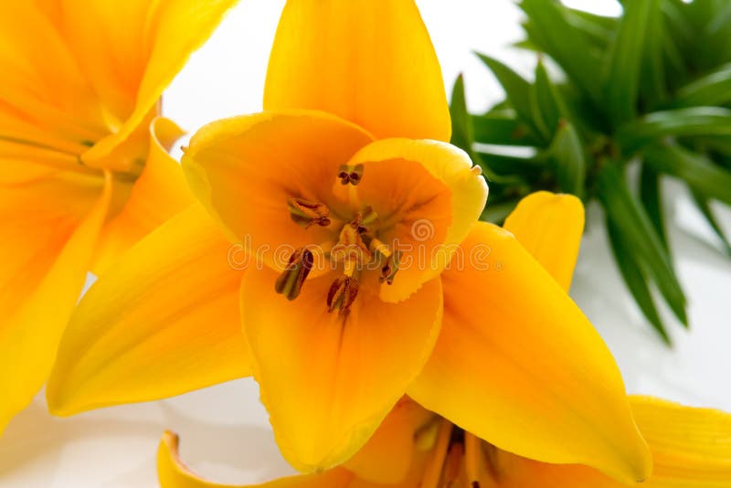 Yellow Lilly Picture. Image: 2664894