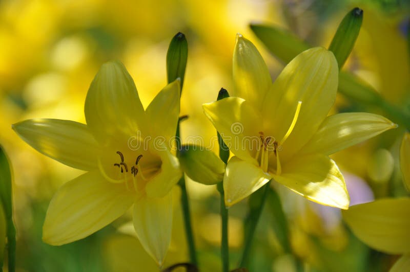 Yellow lilly flower stock image. Image of lilly, garden - 51997653
