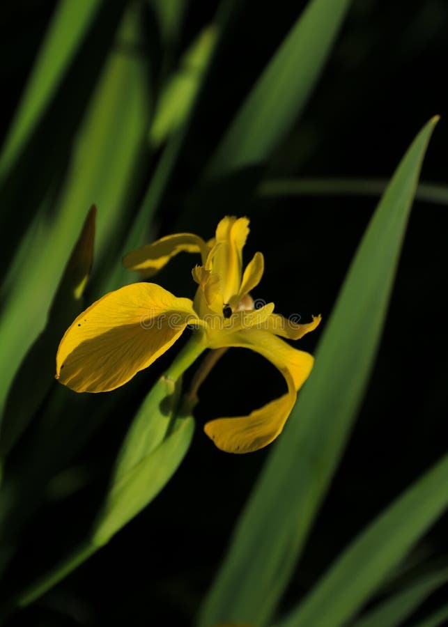 Yellow Lilly Growing at the Shore of Lake Pfaffikon Stock Photo - Image ...