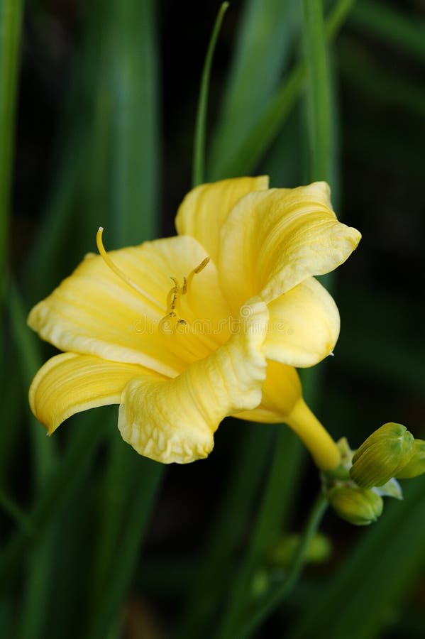 Yellow lily flower stock photo. Image of florist, bloom - 94985838