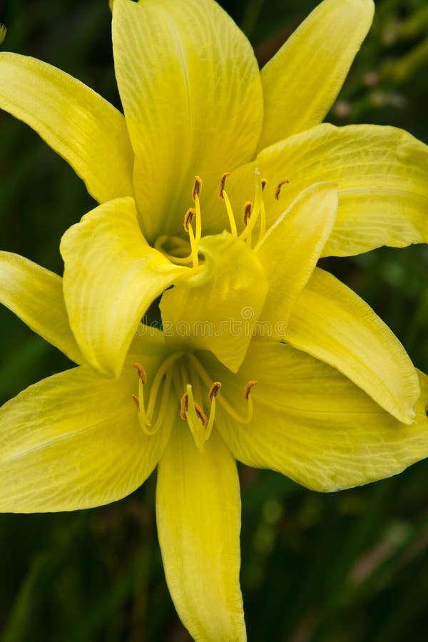 Yellow Lily stock image. Image of green, yellow, lilies - 26191683