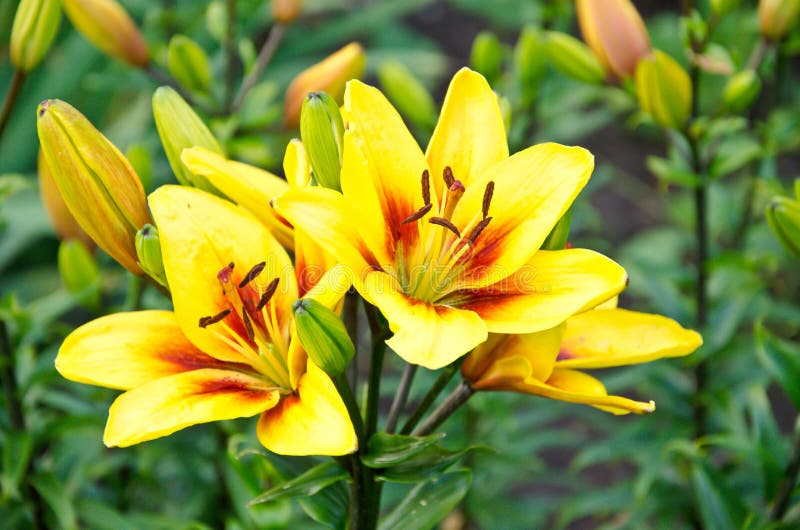 Yellow lily stock image. Image of colorful, bloom, colour - 26692127