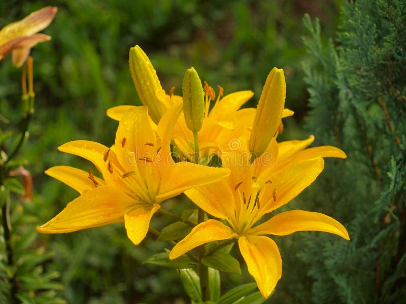 Yellow lily stock photo. Image of nature, blooming, summer - 27189642