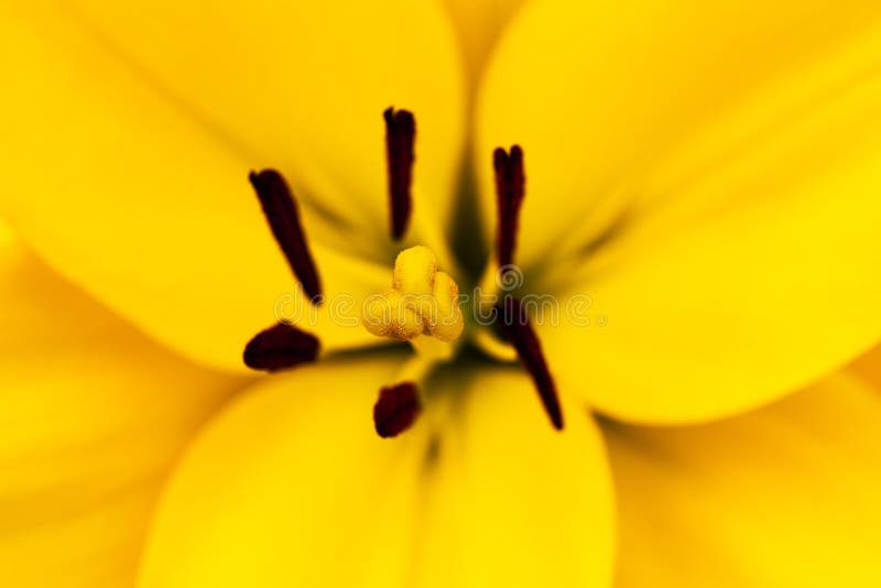 Yellow lily stock image. Image of blossom, natural, decoration - 28794117