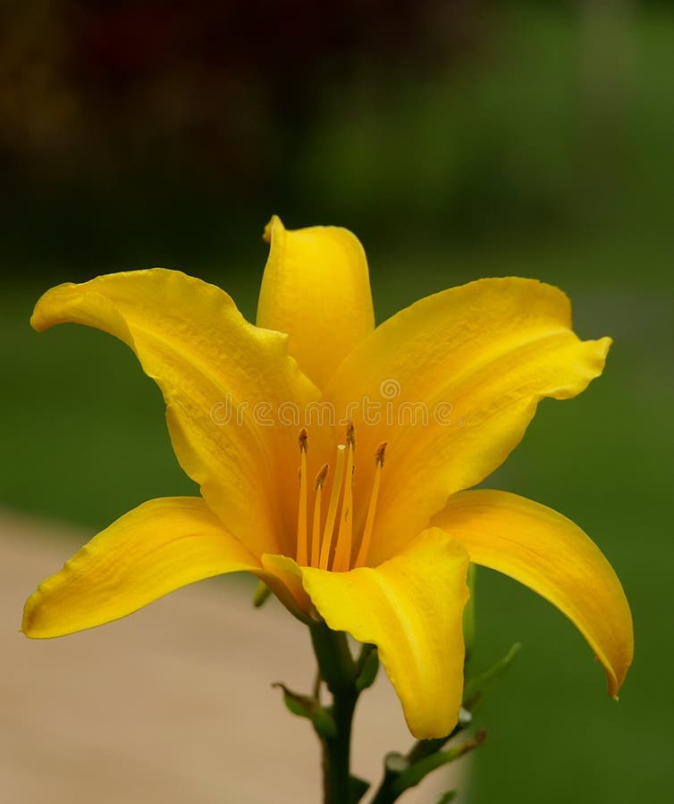 Yellow Lily stock image. Image of flower, macro, gift, nice - 383157