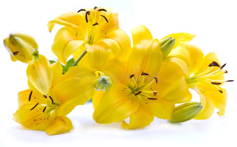 Yellow lily flower stock photo. Image of lace, lily, fragrance - 94985844