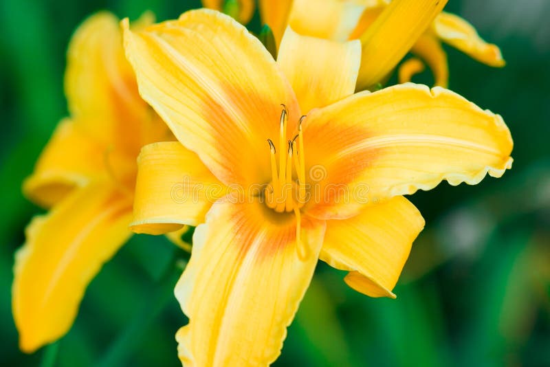 Yellow lily stock photo. Image of field, grass, color - 7695554