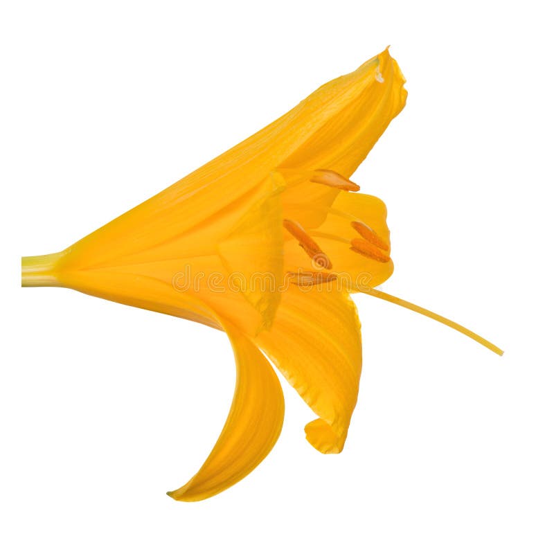 Yellow Lily Bloom Side View Stock Photo - Image of blossom, single ...