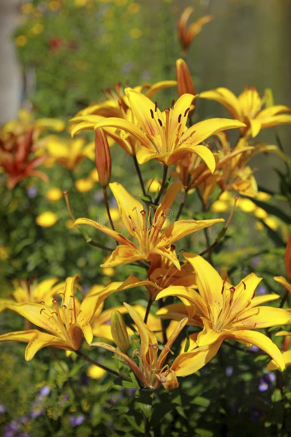 Yellow Lily Blooms Beautifully, Close-up Stock Photo - Image of close ...