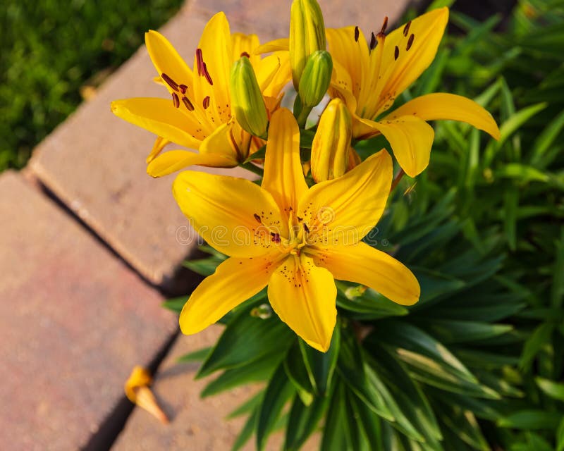 Yellow Lily Blooms at Dawn in the Back Garden Stock Photo - Image of ...
