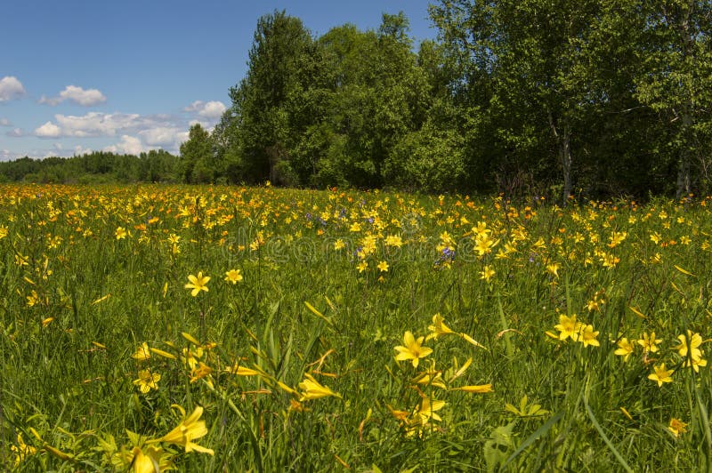 The Yellow Lily Blooms in the Field Stock Image - Image of nature, leaf ...