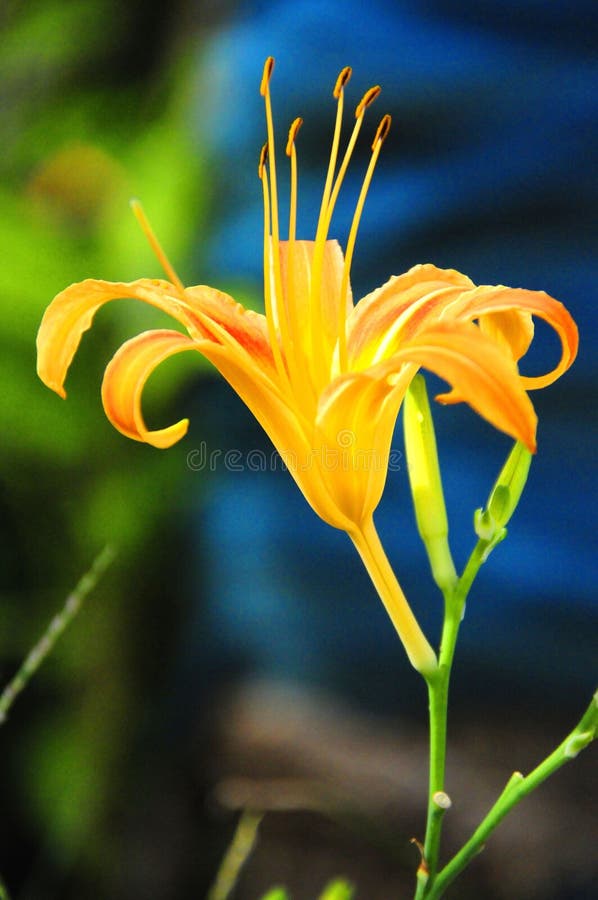 A yellow lily stock photo. Image of garden, orange, beautiful - 143120912