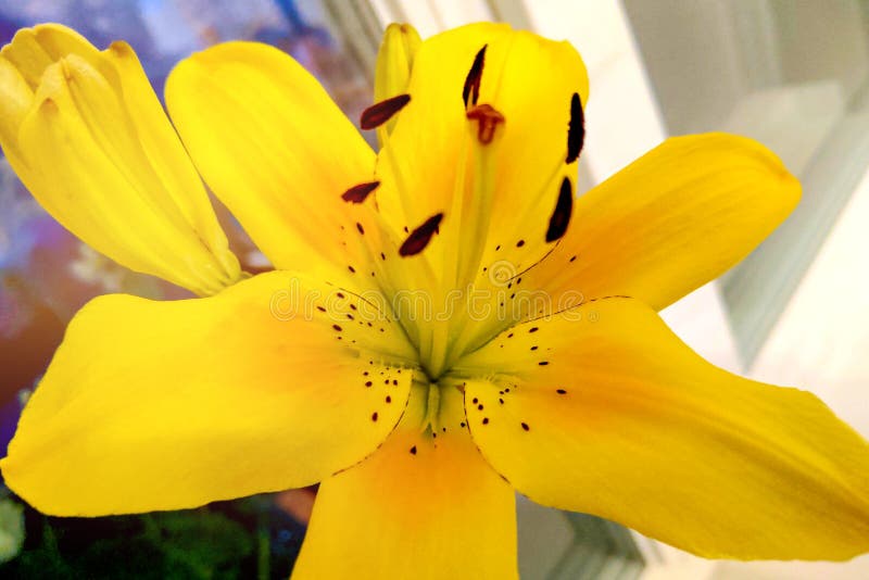 Yellow Lily on a Colored Background in the Garden Stock Image - Image ...
