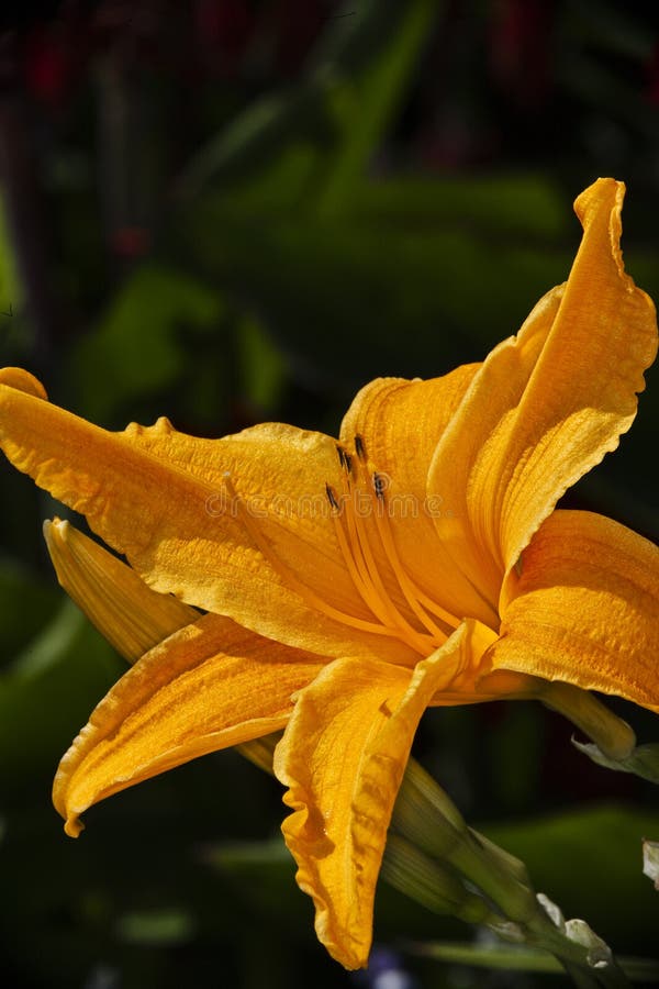 Yellow lily flower stock photo. Image of flowers, blossom - 13054488