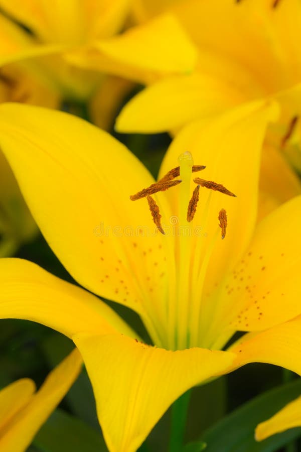 Yellow Lily flower stock image. Image of flora, vibrant - 28237377