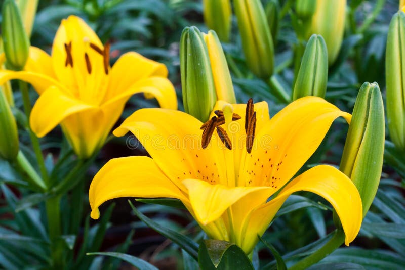 Yellow lily flower stock image. Image of arrangement - 37699483