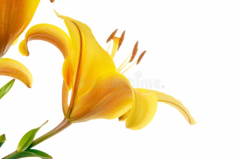Yellow lily flower stock image. Image of petal, nature - 4606903