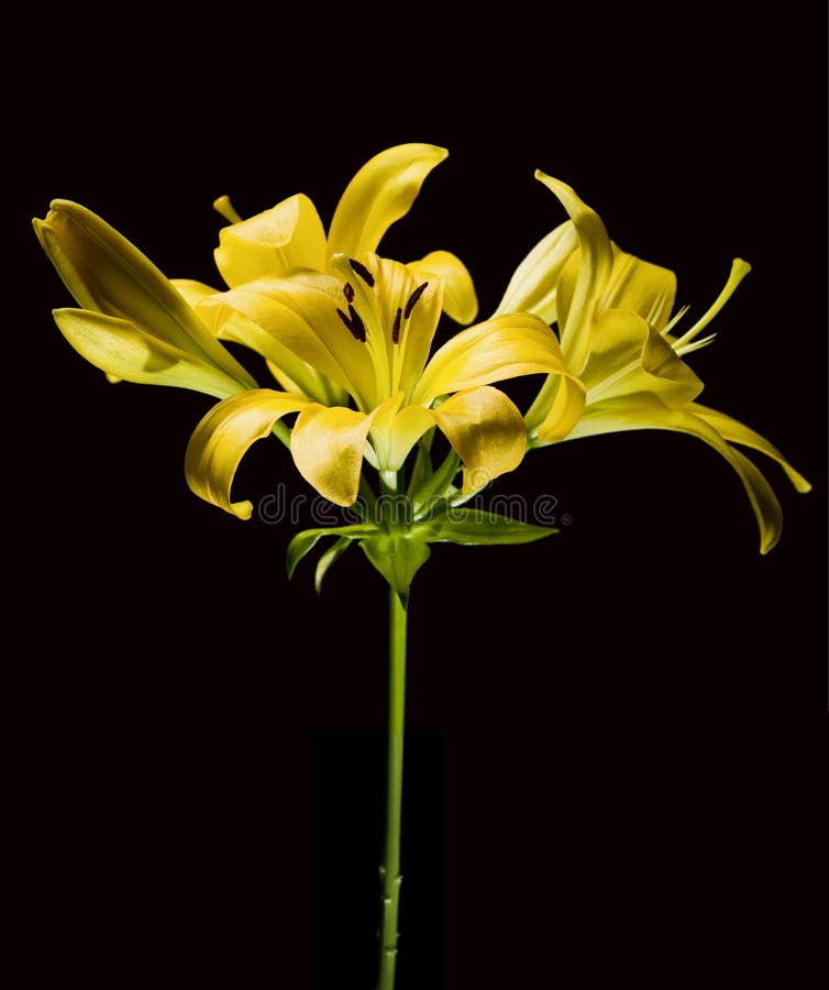 Yellow lily flower stock photo. Image of florist, bloom - 94985838
