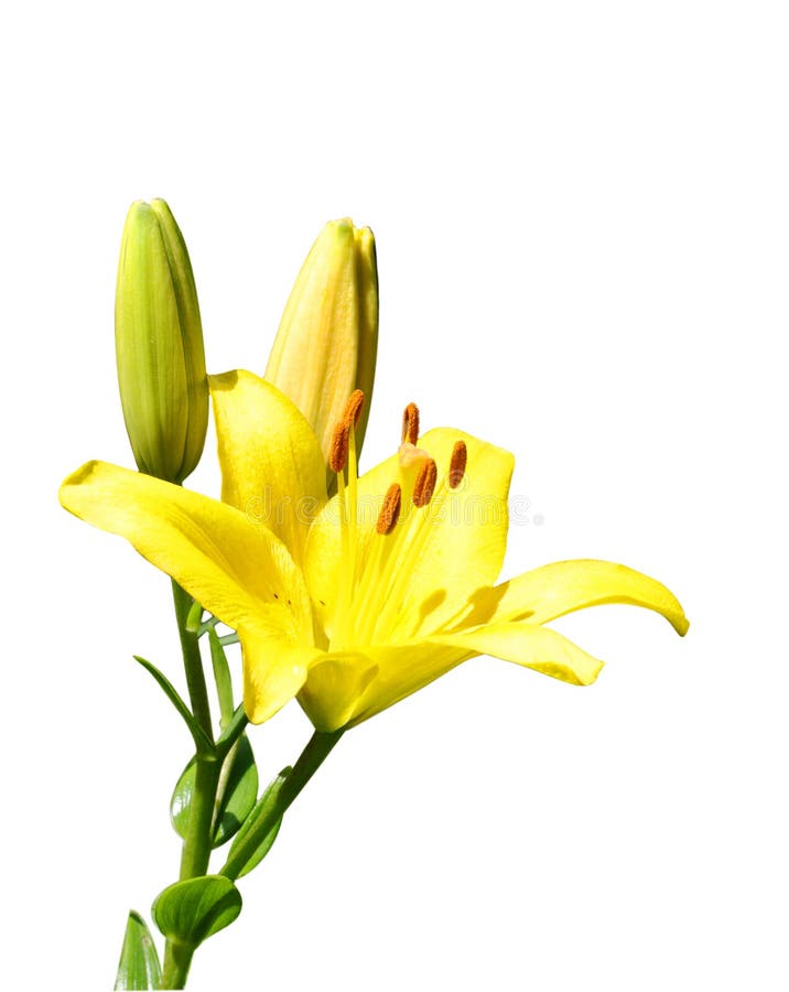 Yellow lily flower stock image. Image of florist, stamen - 5742717