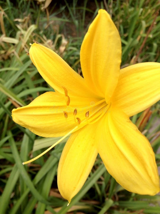 Yellow lily flower stock image. Image of decorative, pretty - 77131617