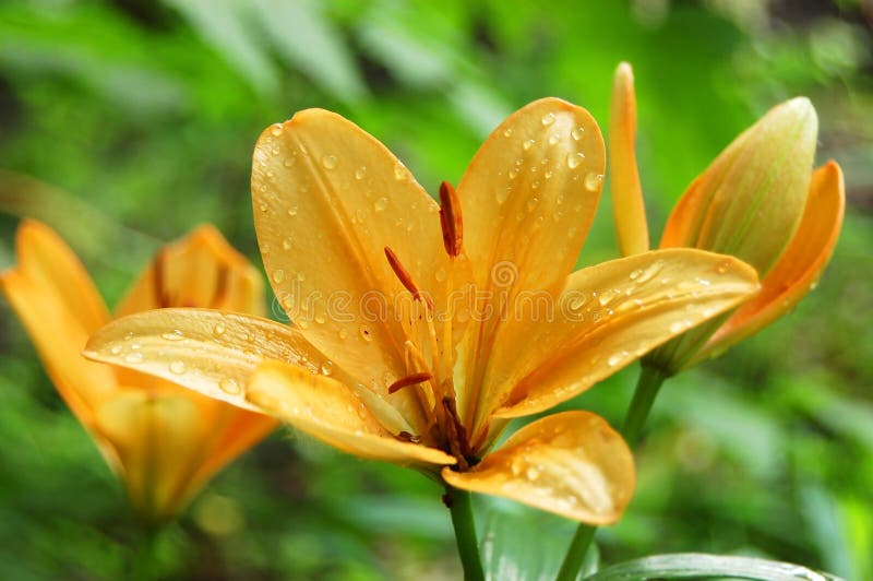 Yellow lily flower stock photo. Image of plant, nature - 83647930
