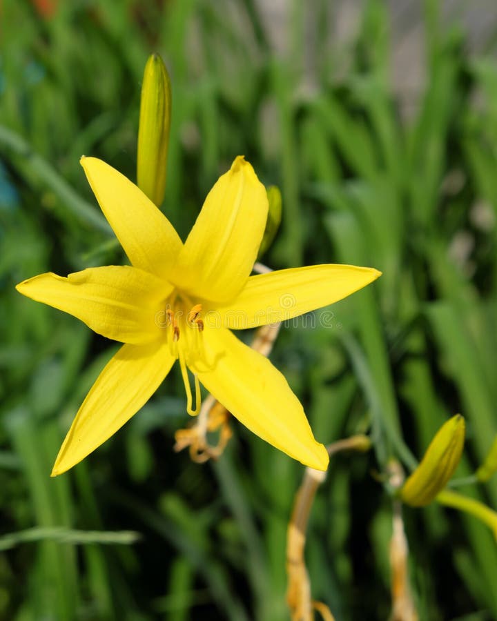 Yellow Lily Flower. Beautiful Flower with Yellow Petals Stock Image ...