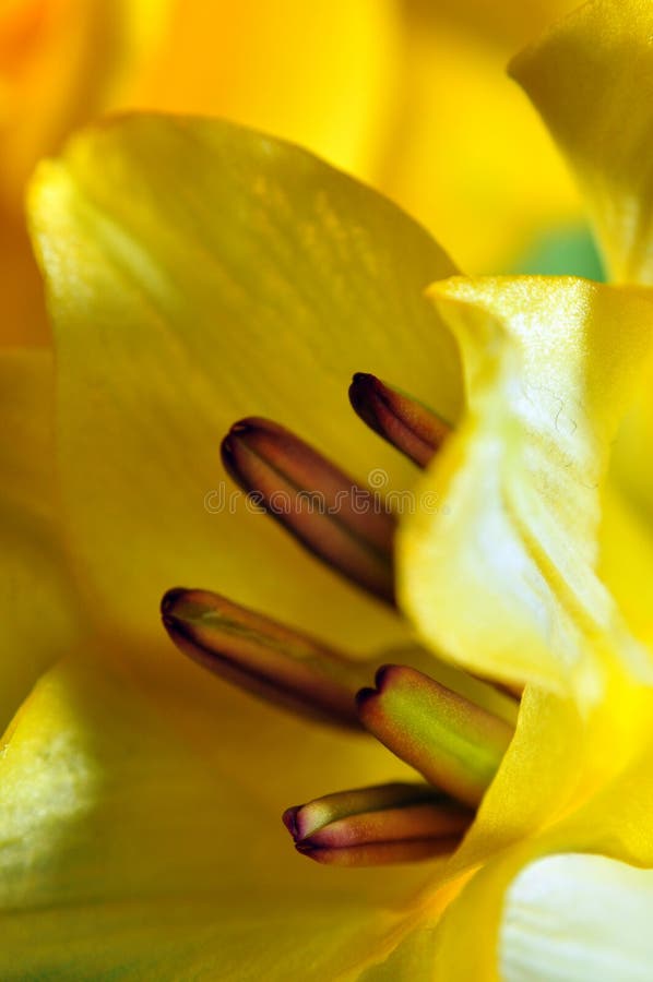 Yellow lily flower bloomed stock image. Image of petal - 213583981