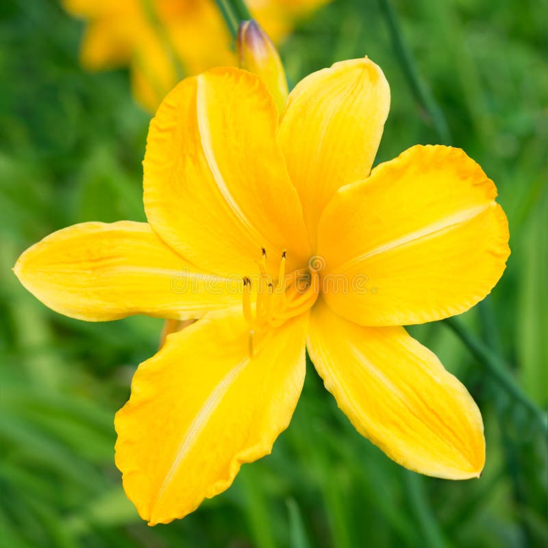 Yellow lily flower stock image. Image of positive, fresh - 35354729