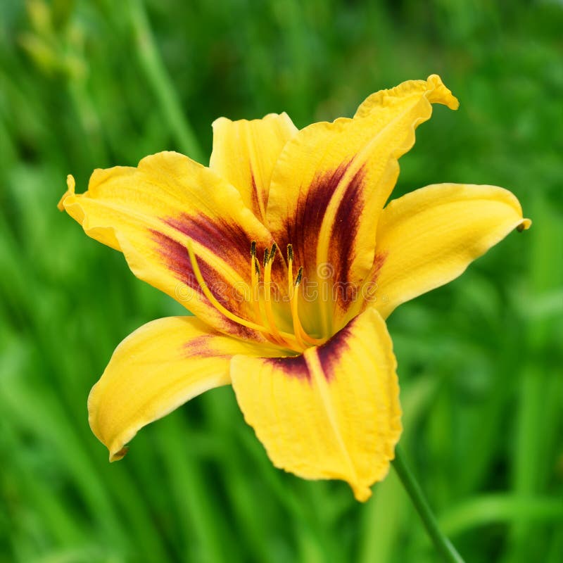 Yellow lily flower stock photo. Image of garden, nature - 48274784