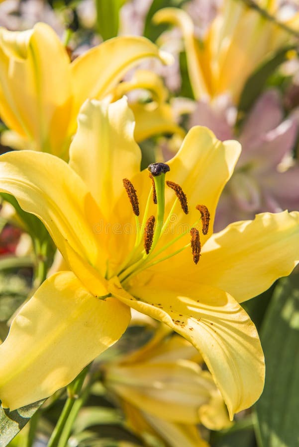 Yellow lily stock photo. Image of beautiful, glorious - 32272260