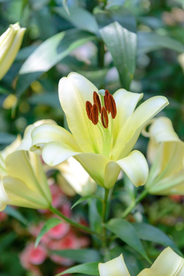 Yellow lily flower stock photo. Image of plant, field - 91634272