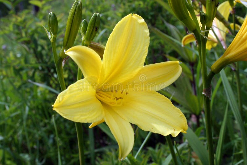 Yellow lily flower stock image. Image of clearings, summer - 83683017
