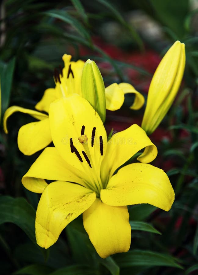Yellow lily flower stock photo. Image of close, decoration - 43196502