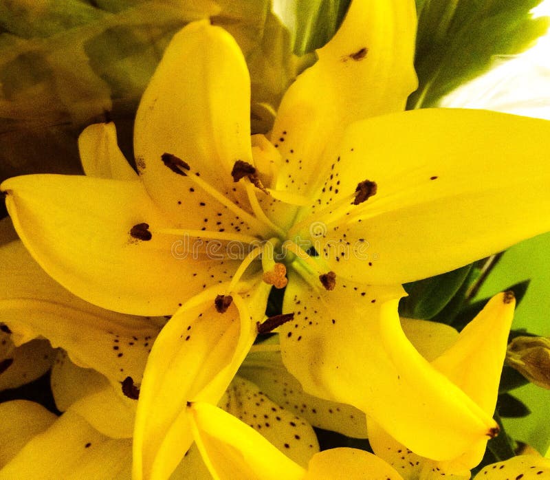 Yellow lily stock image. Image of flower, lily, yellow - 44773501