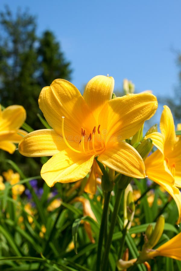 Flowers stock image. Image of field, plants, clouds, farmland - 19631185