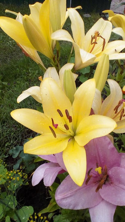Yellow lily stock image. Image of summer, garden, flowers - 96209133