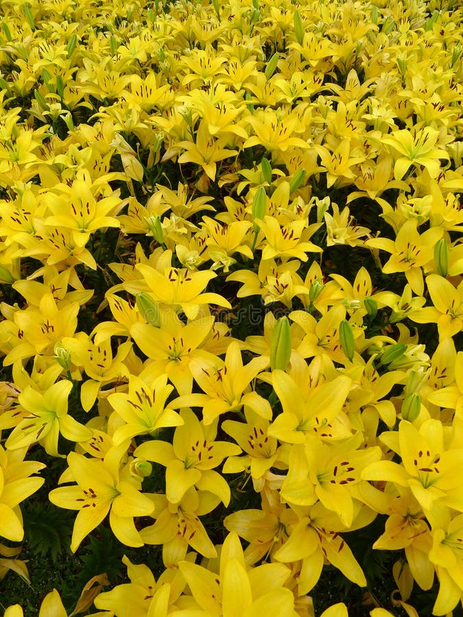 Yellow lily flowers stock image. Image of blossom, accumulation - 34157791