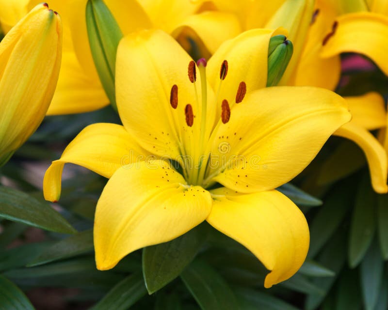 Yellow Lily Flowers Growing in a Summer Garden. Stock Image - Image of ...