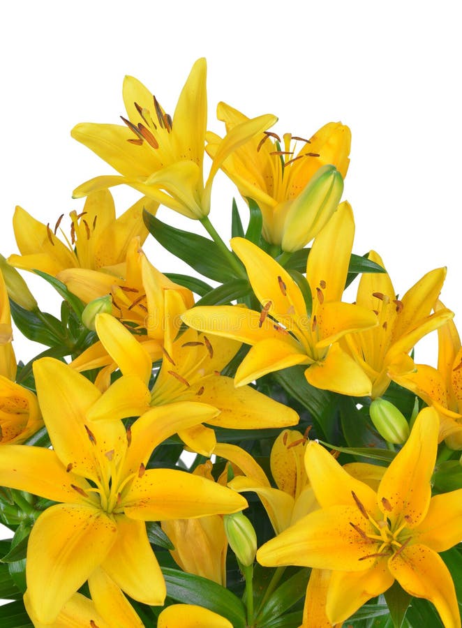 Yellow Lily or Lilium Flower Isolated on White. Transparent Png ...