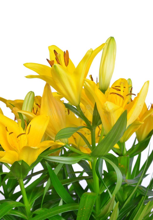 Yellow lily flowers stock photo. Image of summer, flower - 60812342